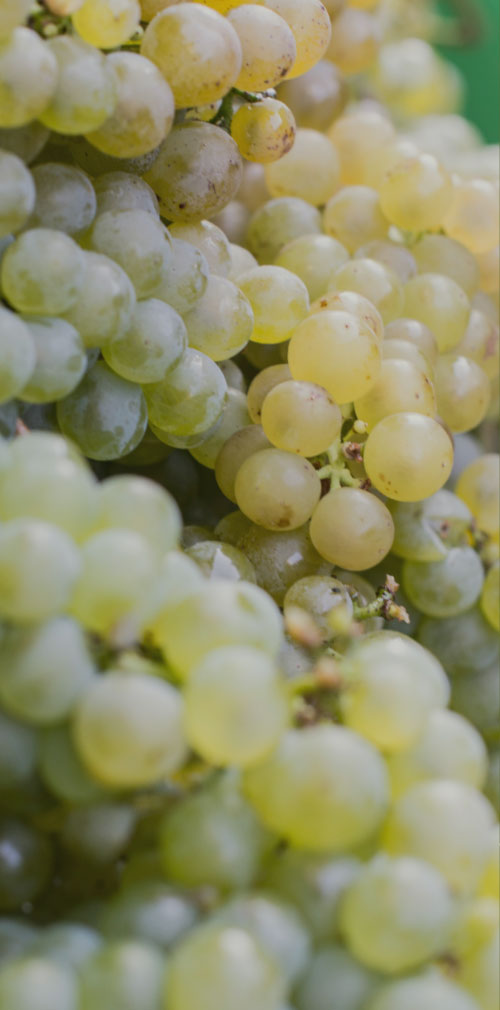 Die Weine - Weinbau List